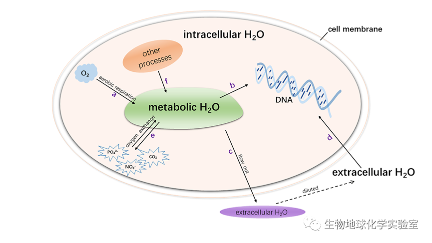 来源于氧气的氧不影响18O标记水方法估算微生物碳利用率的准确性--生物地球化学组